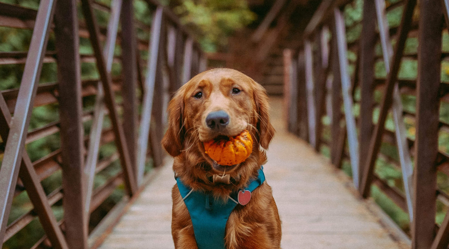 5 Fall Fruits and Vegetables for Dogs – Wholistic Pet Organics
