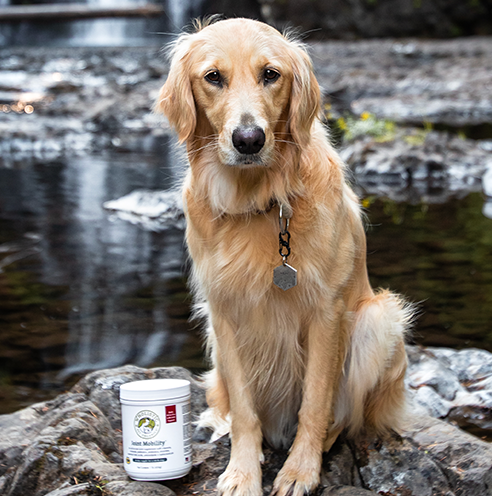 Hip & Joint Support for Pets | Wholistic Pet Organics®